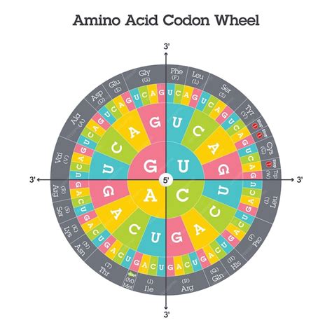 Gráfico Vectorial De Ciencias Del Genoma De Tabla De Codones De