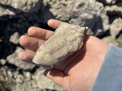 Premium Photo Fossil In Hand Search For Fossils In A Limestone Quarry