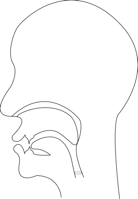 Midsagittal H Voiceless Glottal Fricative Clipart I2clipart Royalty Free Public Domain Clipart