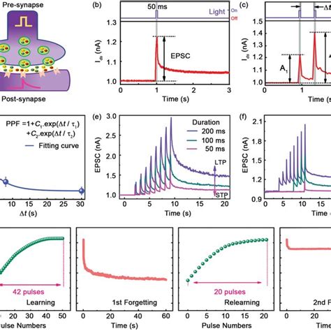 Synaptic Plasticity Of Mos2 Optoelectronic Device A Schematic Download Scientific Diagram