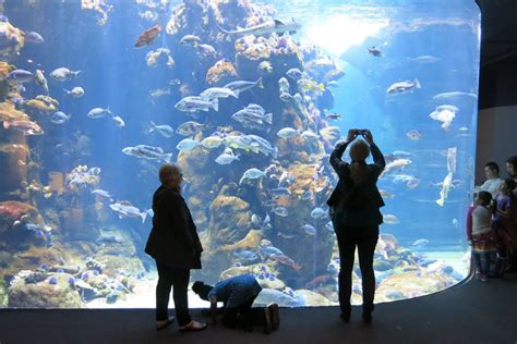 Aquarium California Academy Of Sciences At Patrick Lakes Blog