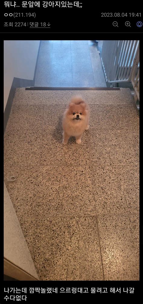 개 유머 움짤 이슈 에펨코리아