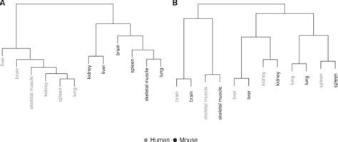 hierarchical clustering of human and mouse tissue samples using