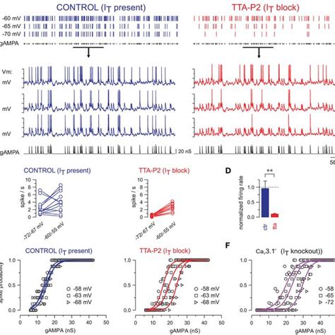 Thalamocortical Convergent Circuit Biological Or Model Tc Cells