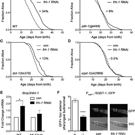 Pdf Iron Starvation Induced Mitophagy Mediates Lifespan Extension Upon Mitochondrial Stress In
