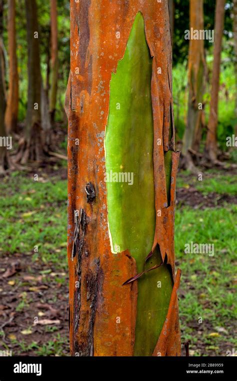 Tree Shedding It S Bark To Protect It Self From Disease In The Amazon Rain Forest Peru South