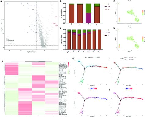 Scrna Seq Deciphering Beta Maturation Features A Volcano Plot Showing