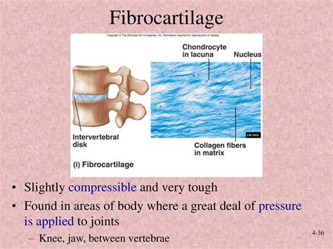 The Tissue Level Of Organization Ppt Download