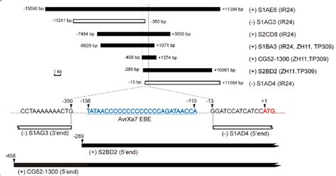 Functional Complementation Assay For The Xa7 Candidate Gene The Tac Download Scientific