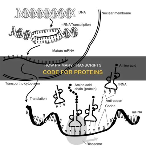 How Primary Transcripts Code For Proteins Medshun