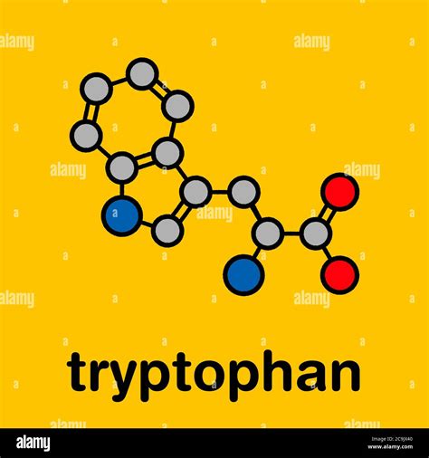 Tryptophan L Tryptophan Trp W Amino Acid Molecule Stylized Skeletal Formula Chemical