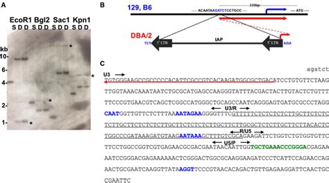 The Intracisternal A Particle Iap Element Inserted In The Promoter