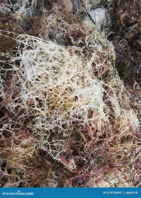 Texture Of Dried Algae Stock Image Image Of Brown Pattern 219754947