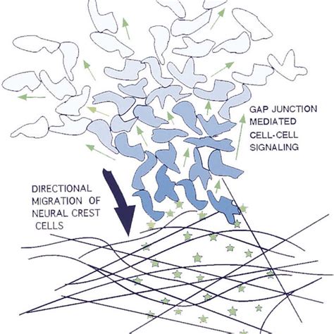 Gap Junctional Communication And The Modulation Of Neural Crest Download Scientific Diagram