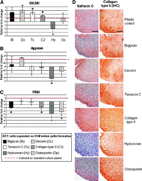 Neocartilage Formation By Pellet Culture After Expansion On Download Scientific Diagram