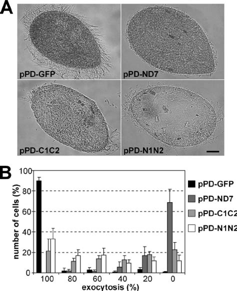 Knockdown Of Both Crc Types Results In Reduced Trichocyst Exocytosis Download Scientific