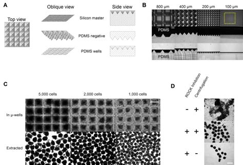 Surfaces Patterned With Arrays Of Microwells Were Generated A In Download Scientific Diagram