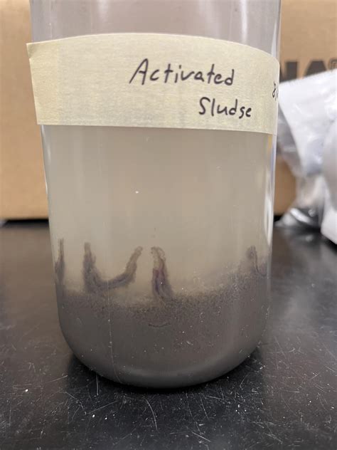 Found These Red Worms In Some Activated Sludge Id Would Be Nice If Possible R Ecosphere