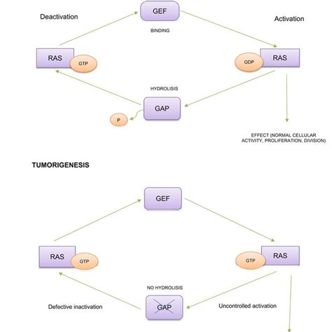 Schematic Representation Of Normal And Abnormal Functional States Of Download Scientific