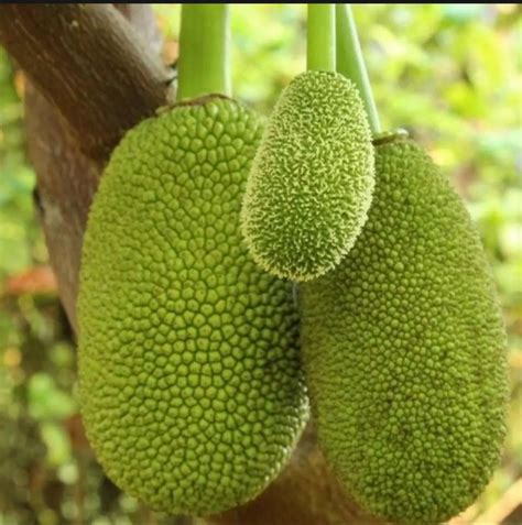 Nangka Muda Nangka Sayur Lazada Indonesia