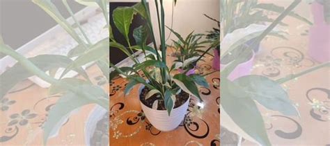 Спатифиллум пикассо купить в Москве | Товары для дома и дачи | Авито