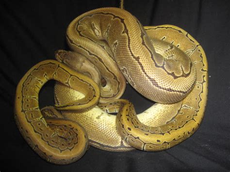 2011 Ball Python Calander 2011 Ball Python Calander