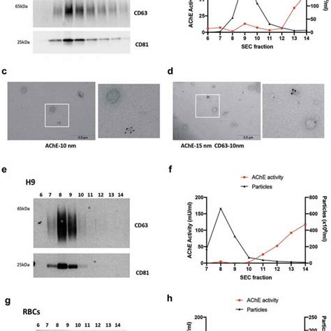 Separation Of Evs From Soluble Proteins By Size‐exclusion Download