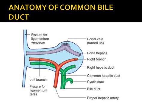 Endocopic Open And Laparoscopic Management Of Common Bile Duct Stonespptx