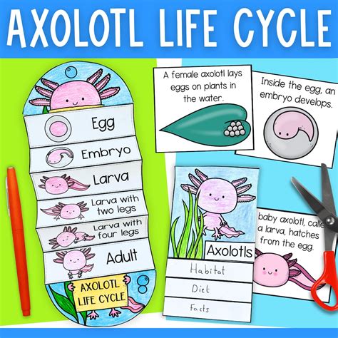 Life Cycle Of An Axolotl Cut And Paste Foldout Science Activity And