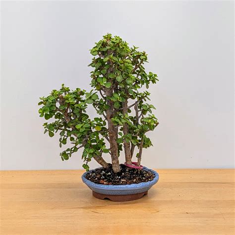 7 Tree Grove Dwarf Jade Portulacaria Afra In A Glazed Ceramic Pot No 16438 Bonsai Outlet