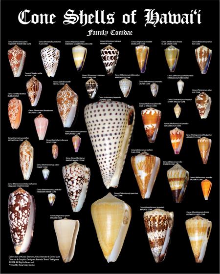 Keoki Stenders Flora And Fauna Id Site