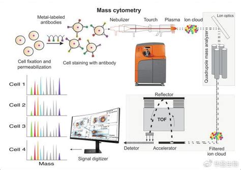 Cytof单细胞质谱流式 知乎