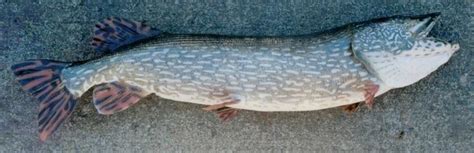 Fiberglass Fish Replicas Envision 3d Studios