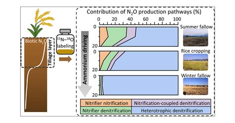 Contribution Of Ammonium Induced Nitrifier Denitrification To N2o In Paddy Fields