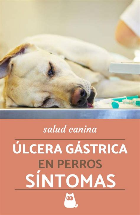 Como Saber Si Mi Perro Tiene Ulceras
