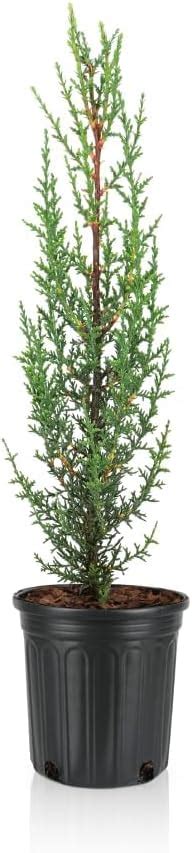 Dwarf Italian Cypress Tree Live Mediterranean Evergreen