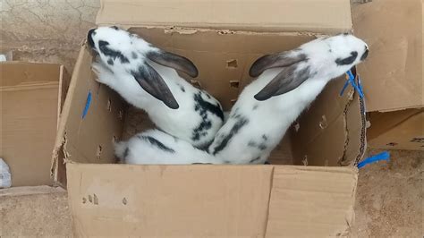 6 ارانب 3 بابيون 2 دوتش 1 نيوزلندي ارانب التربية Youtube