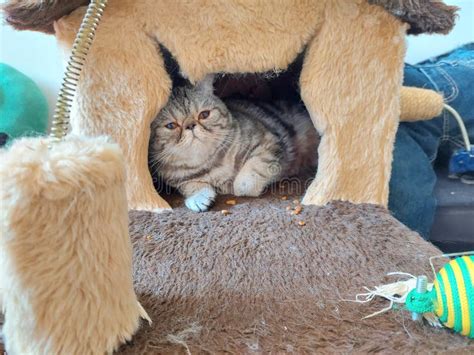 Adult Exotic Brindle Cat Inside The Cap Stock Image Image Of Adult