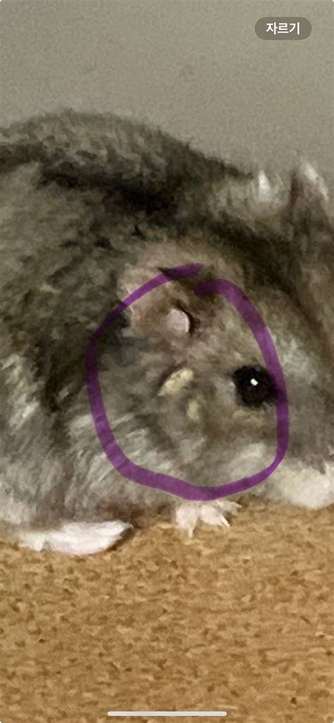 햄스터 종양 털뮹침 지식in