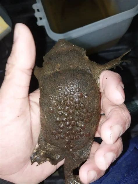 The Astonishing Birth Of The Surinam Toad Natures Living Nursery
