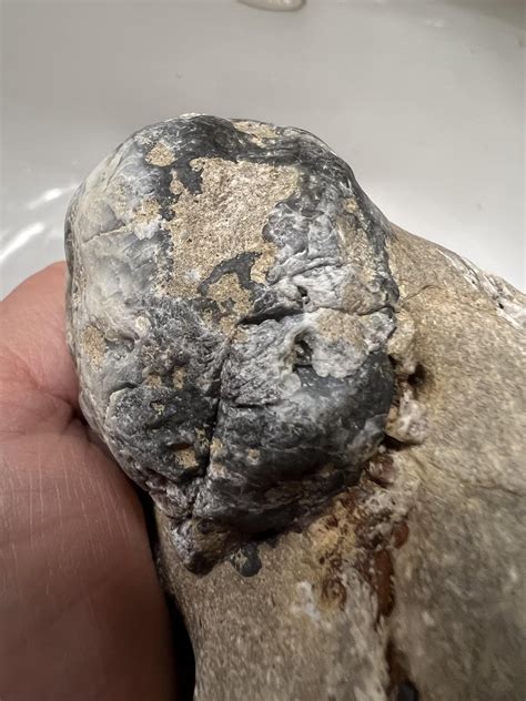 Fossil Illinois Lake Michigan R Fossilid