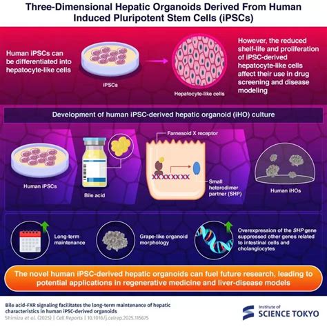 Breaking New Ground Novel Human Stem Cell Derived Liver Organoids