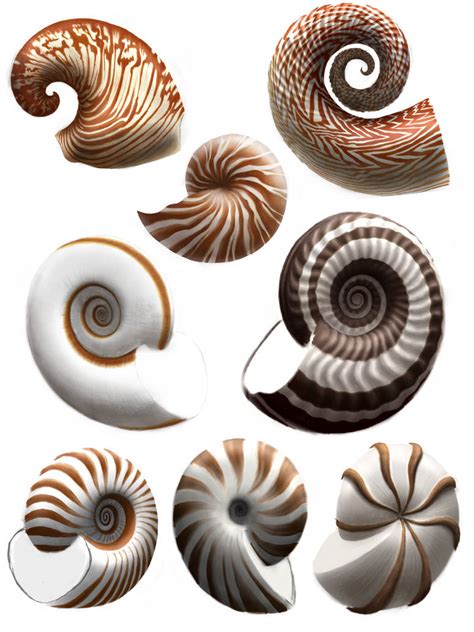 Ammonite And Nautiloid Shell Color By Dolevfab On Deviantart
