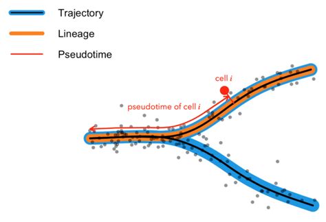 Introduction To Trajectory Inference Terminology A Trajectory Is A Download Scientific Diagram