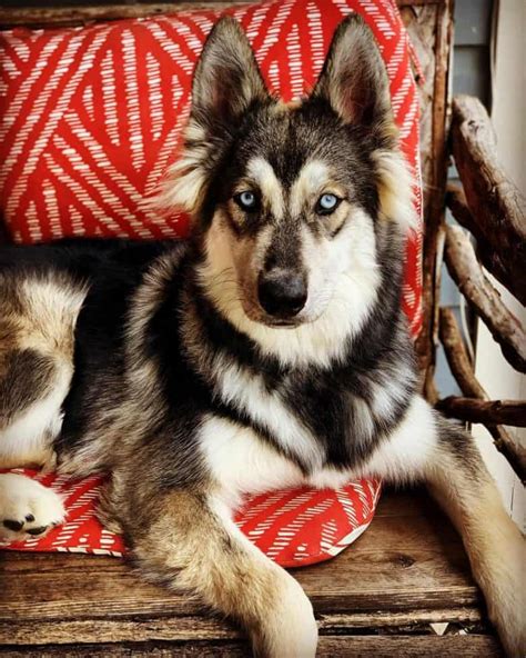 Is The German Shepherd Malamute Mix A Good Crossbreed K9 Web