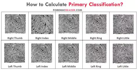 Henrys Fingerprint Classification System Key Major Primary Secondary