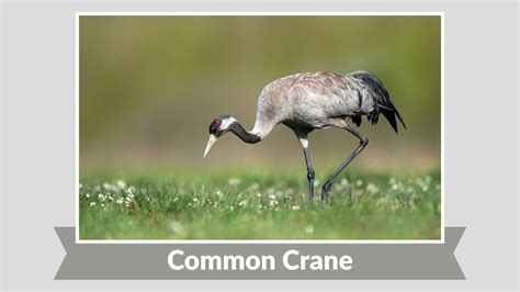 17 Types Of Crane Birds Species Identification With Pictures
