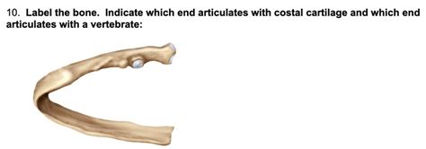 Label The Rib Diagram Quizlet