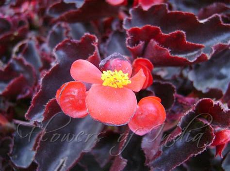Begonia X Semperflorens Cultorum Wax Begonia