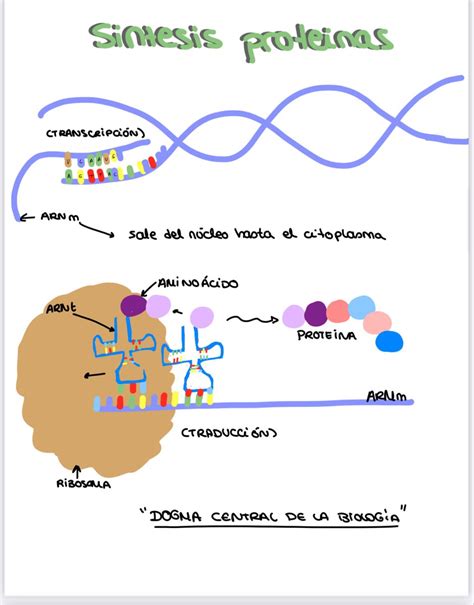 Síntesis De Proteínas Lecciones De Biología Sintesis De Proteinas